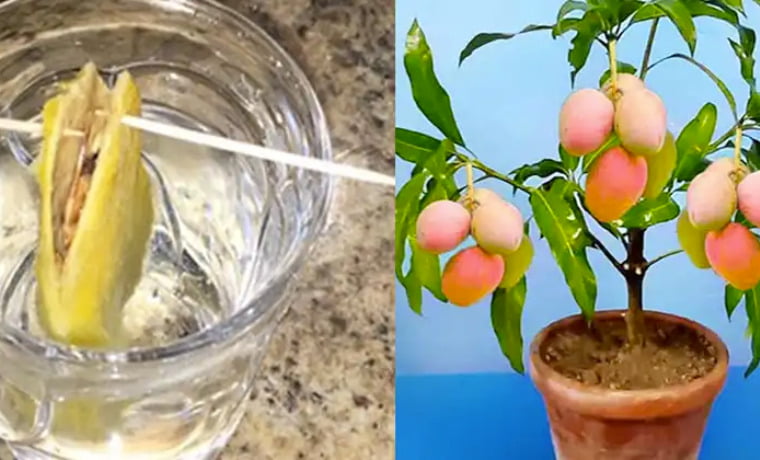 Cómo Plantar una Semilla de Mango y Hacerla Crecer con Éxito en una ...