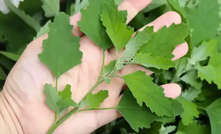 "Quintoniles (Chenopodium album): Revelando su Potencial Medicinal y ...