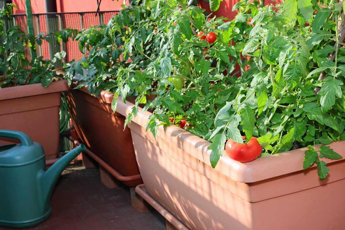Principales 10 Variedades de Tomate para la Jardinería en Contenedores ...