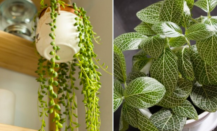 Cuando no tienes mucho espacio en casa, elige plantas de maceta ...