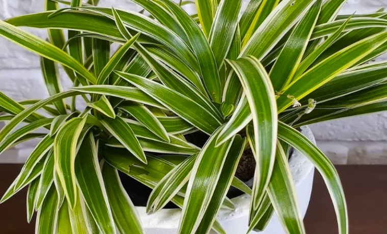 SI TIENES ESTA PLANTA, ERES AFORTUNADO: POR ESO VALE SU PESO EN ORO EN ...