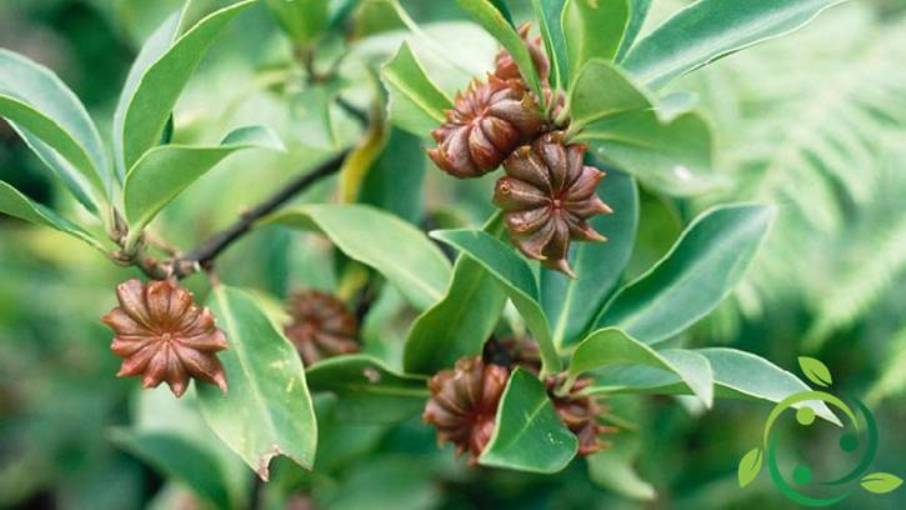 Descubre el arte de cultivar tu propio anís estrellado en macetas ...