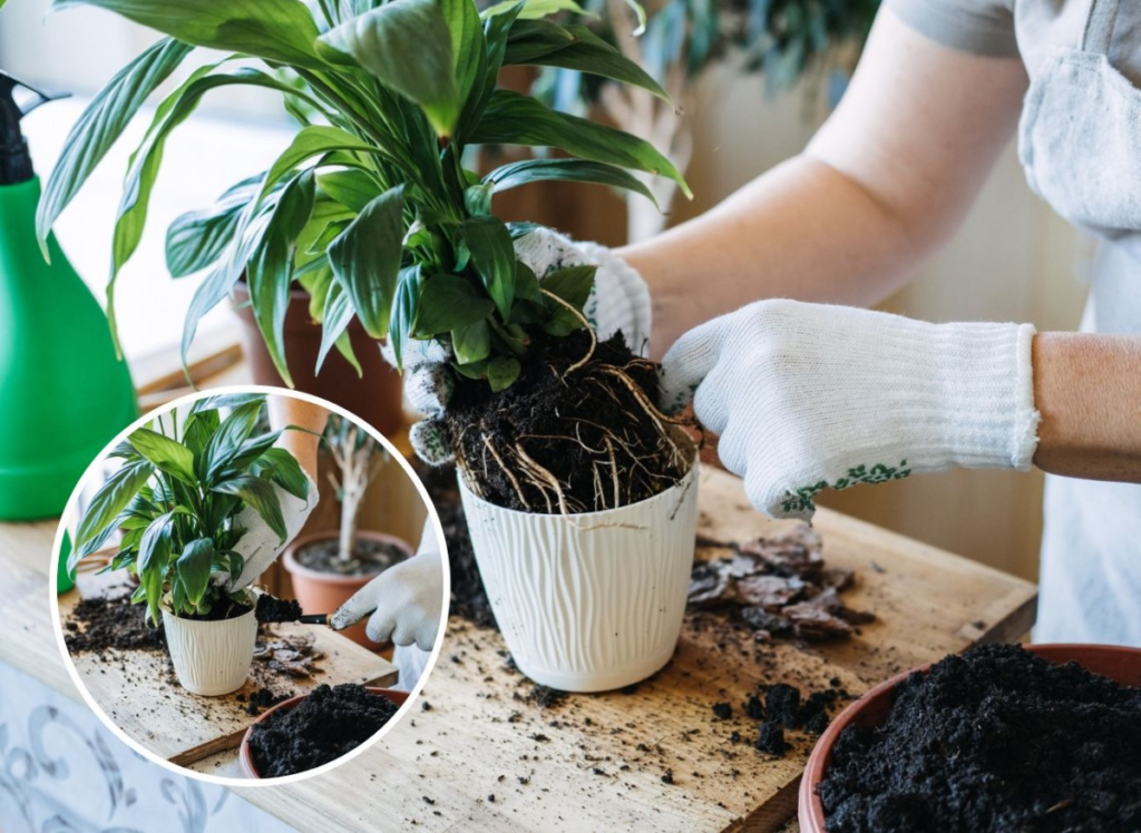 "Principios para trasplantar plantas de interior. ¿Qué hacer si no ...