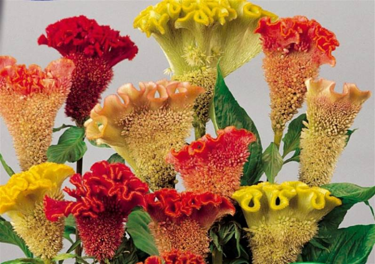 El "Cresta de Gallo" es una planta hermosa que se caracteriza por sus ...