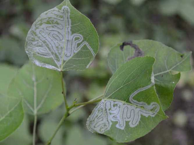 Cómo combatir el Minador de hojas de manera orgánica - Abuela En La Cocina
