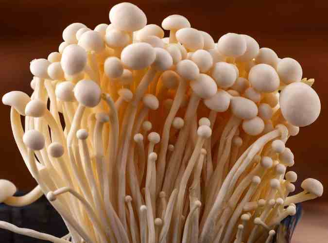 14 Tipos de Setas comestibles (hongos) para cultivar en casa - Abuela ...