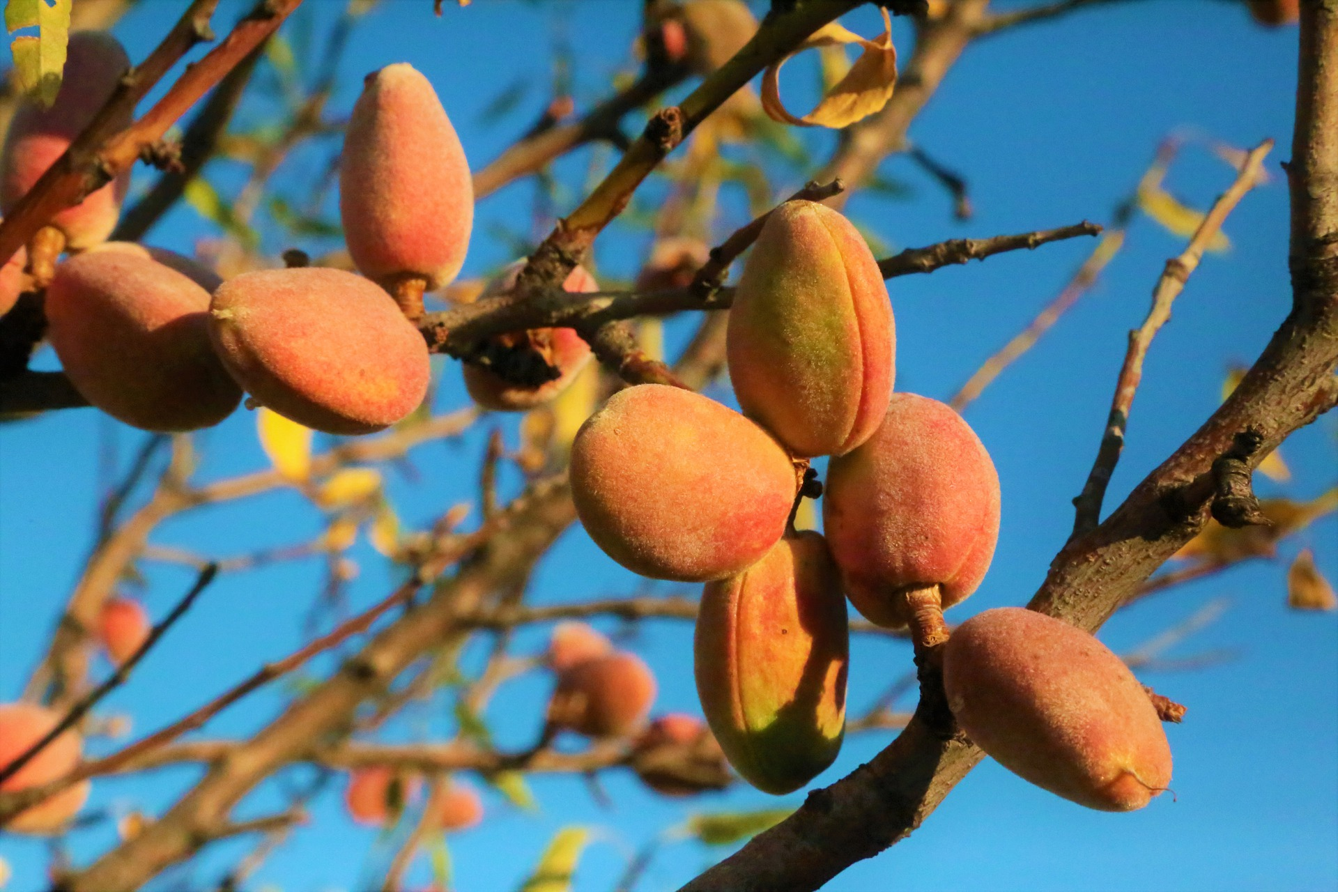 Cultivar un almendro a partir de semillas en casa puede ser una ...