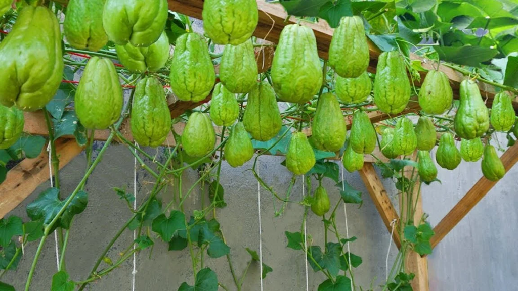 Guía completa sobre cómo plantar chayotes y disfrutar de su delicioso ...