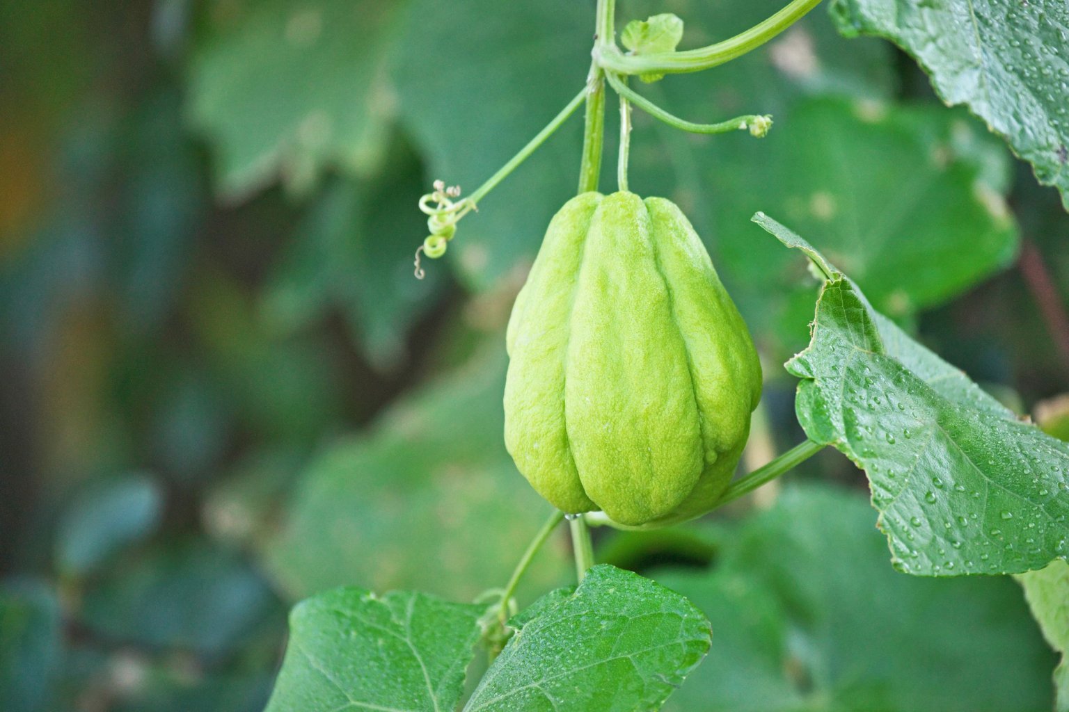 Guía completa: Cómo sembrar chayote en tu jardín o huerto - Abuela En ...